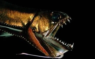 深海龙鱼长什么样子_深海龙鱼会发光吗