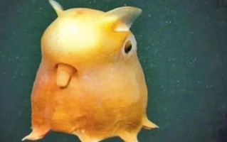 小飞象章鱼长什么样_小飞象章鱼生活在多深的海底