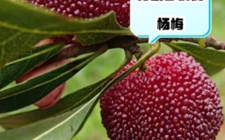 杨梅吃多了对身体有什么影响_一天最多吃几颗