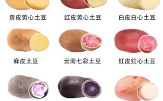 马铃薯是土豆还是红薯_区别与营养价值
