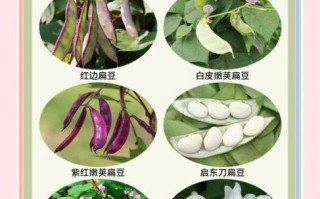 白扁豆花泡水喝的害处_白扁豆花泡水副作用