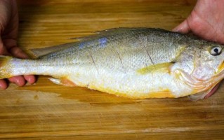 黄鱼视频怎么保存到手机_黄鱼视频下载失败怎么办