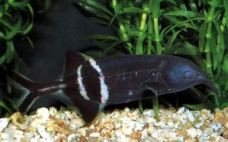 象鼻鱼能长多大_象鼻鱼最大体长是多少