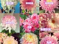 菊花种类有哪些_菊花品种大全