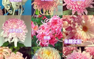 菊花种类有哪些_菊花品种大全