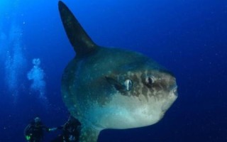 翻车鱼为什么叫翻车鱼_翻车鱼名字的由来