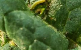 甜菜夜蛾怎么防治_甜菜夜蛾危害症状