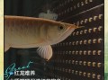 龙鱼怎么养_龙鱼喂养技巧