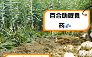 治失眠百合的最佳搭配_百合治失眠怎么吃最有效