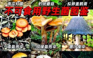 野生菌图片大全大图_如何辨别有毒与可食用