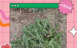 荠菜长什么样_荠菜怎么辨认