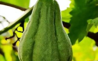 佛手瓜图片大全大图_佛手瓜长什么样