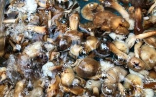 榛蘑煮多久能熟_榛蘑要焯水吗