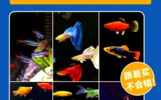 剑尾鱼怎么养_剑尾鱼能和什么鱼混养