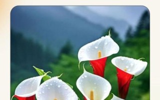 马蹄莲花语是什么_马蹄莲寓意有哪些