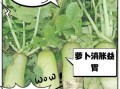 大萝卜的营养价值_大萝卜的功效与作用