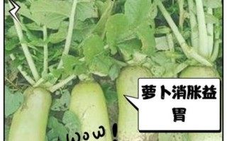 大萝卜的营养价值_大萝卜的功效与作用