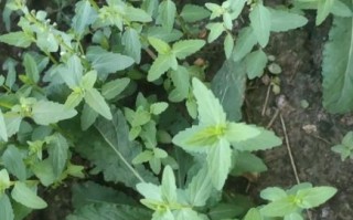 半枝莲和蛇舌草能长期喝吗_有什么副作用