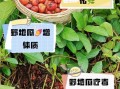 野地瓜的功效与作用_野地瓜怎么吃最好