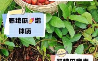 野地瓜的功效与作用_野地瓜怎么吃最好