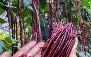 豇豆品种大全_哪个品种产量高