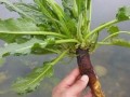 羊蹄根和土大黄的区别_怎么区分羊蹄根与土大黄