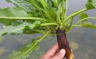羊蹄根和土大黄的区别_怎么区分羊蹄根与土大黄