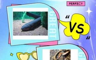 电鳗有天敌吗_电鳗会被什么动物吃掉