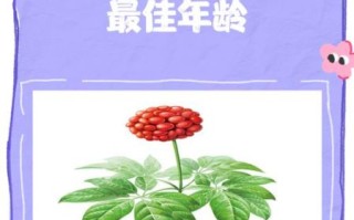 男孩子多大吃三七最容易长高_三七最佳服用年龄