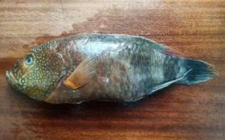 苏眉鱼的营养价值_孕妇能吃苏眉鱼吗