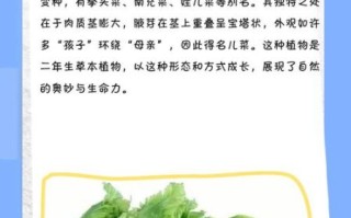 儿菜又叫什么名字_儿菜和棒菜是不是同一种蔬菜