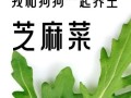 芝麻菜的营养价值_芝麻菜怎么吃最健康