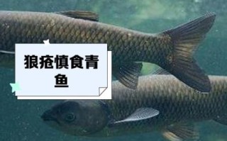青鱼什么人不能吃_青鱼禁忌人群有哪些