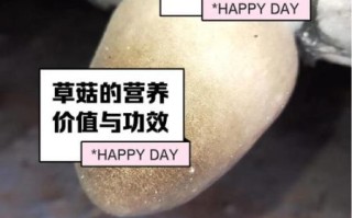 草菇不焯水会有毒吗_草菇焯水几分钟最安全