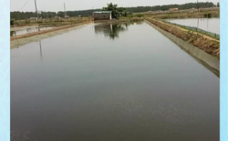 养殖泥鳅一亩赚多少钱_泥鳅养殖成本利润分析