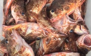 石九公多少钱一斤_石九公价格行情