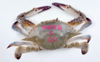 三疣梭子蟹怎么读_三疣梭子蟹读音拼音