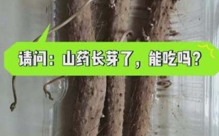 长山药发芽了还能吃吗_发芽长山药怎么处理