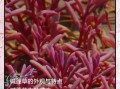碱蓬草图片_碱蓬草长什么样