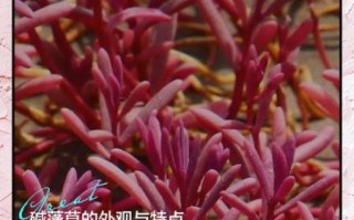 碱蓬草图片_碱蓬草长什么样