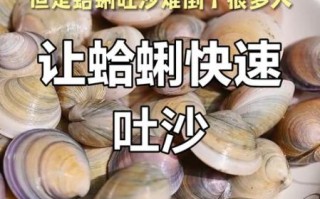 沙蛤怎么清洗_沙蛤怎么吐沙