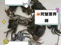 螃蟹冷藏一天死了还能吃吗_死蟹食用安全指南