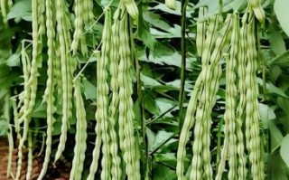 芸豆品种图片大全_芸豆品种有哪些