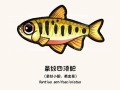 鲃鱼是什么鱼_鲃鱼多少钱一斤