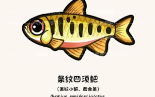 鲃鱼是什么鱼_鲃鱼多少钱一斤