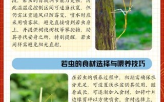 竹节虫长什么样子_竹节虫吃什么食物