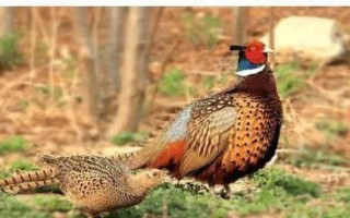 吃一只野鸡判多少年_野鸡保护级别与量刑标准