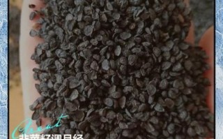 韭菜籽怎么吃_韭菜籽的功效与作用