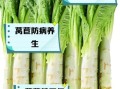 莴笋是发物吗_术后能吃莴笋吗