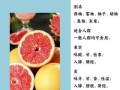葡萄柚怎么吃减肥_葡萄柚减肥的正确吃法